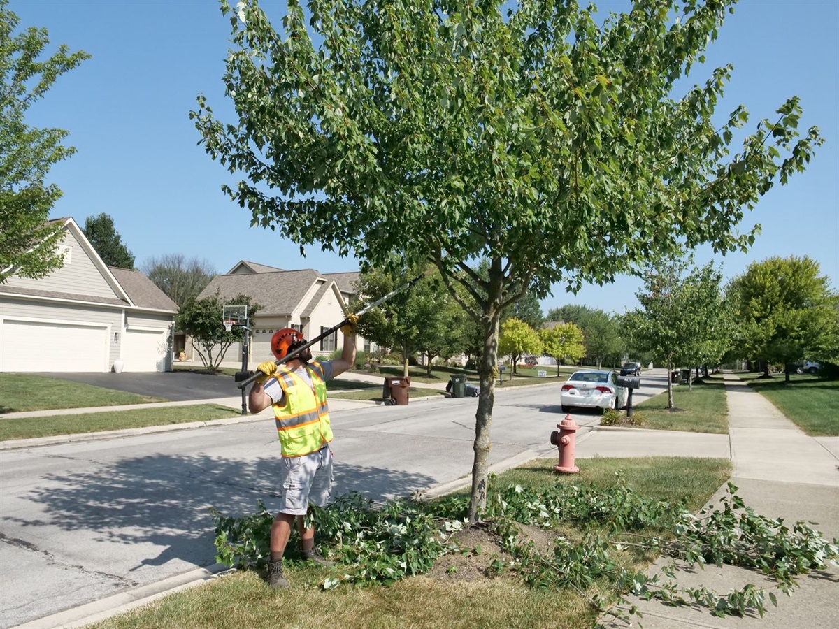 Why the City Trims Trees and How It Benefits Everyone - City of Powell